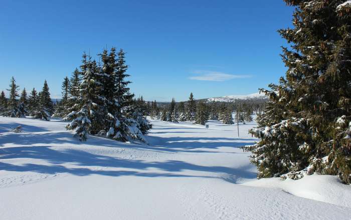 Transun Snowmobile Voyager | Explore Lapland | Blue Bay Travel