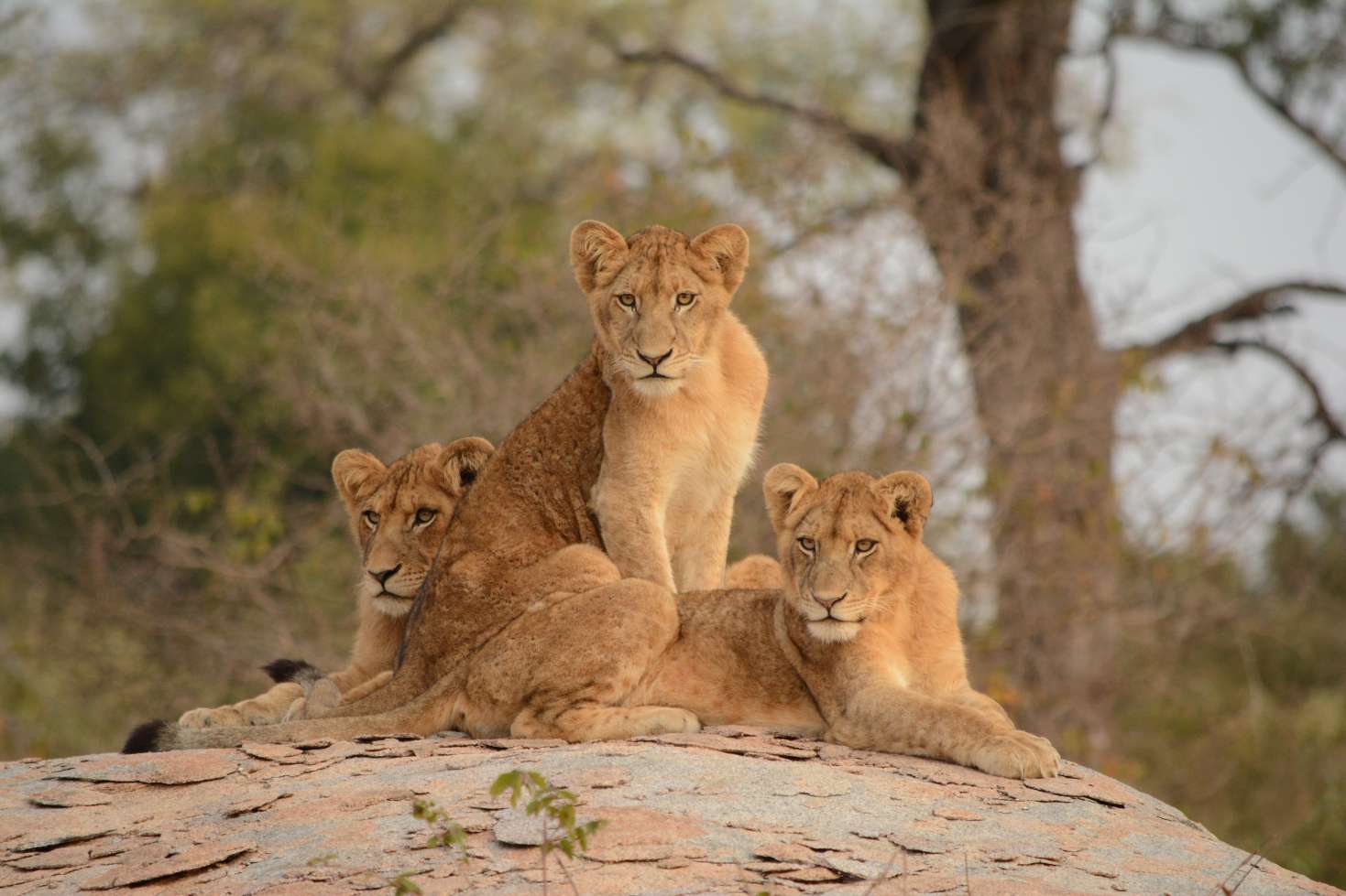 Big 5 South Africa Safari, Kruger Park | Blue Bay Travel